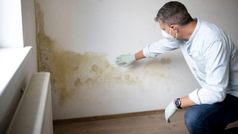 Damp & Mould Action and Awareness Week returns
